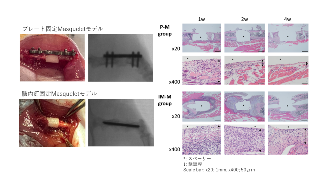 Masquelet法のメカニズム解明に関する研究 - 福島県立医科大学 整形外科学講座